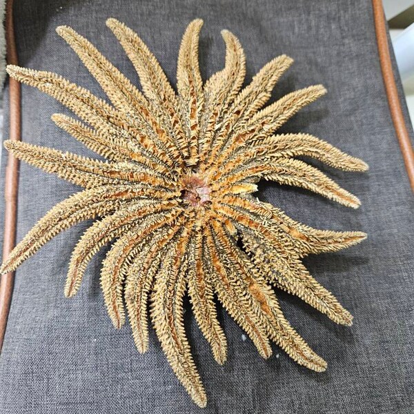 Bumble Bee Shells Bee Hive Shells Engina Mendicaria 1/4 1/2 Black and ...