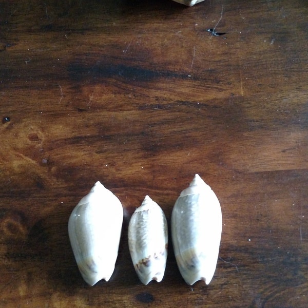 Natural Florida Apple Murex Shell 1 EA, Craft Shells, Real Seashells ...