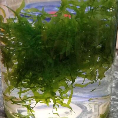 Subwassertang pellia Moss Rare Aquatic Moss Live Aquarium Freshwater ...