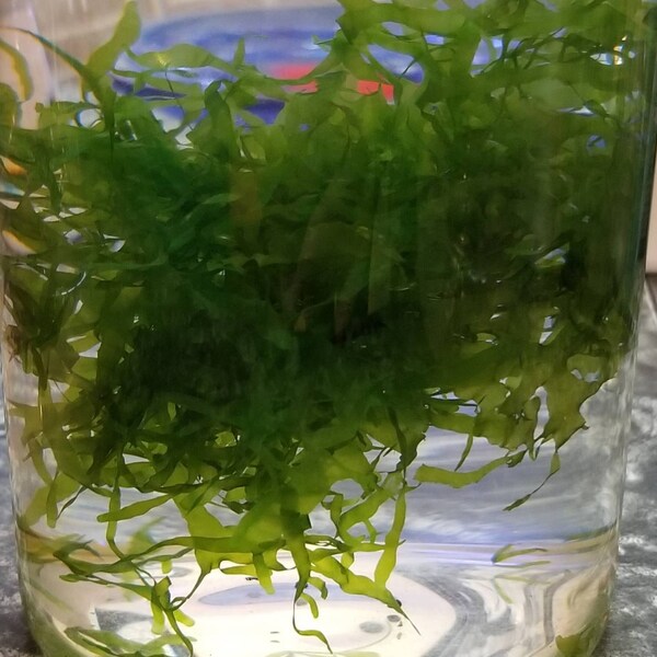 Subwassertang -pellia Moss Rare Aquatic Moss Live Aquarium Freshwater ...