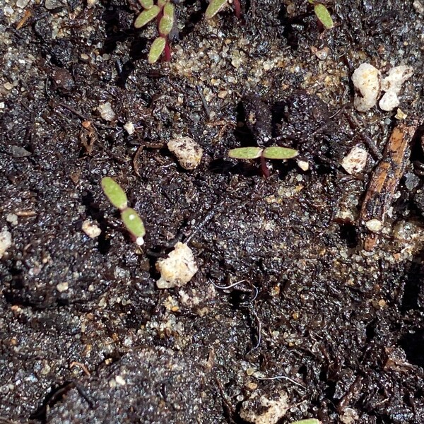 Oenothera Fruticosa Golden Sundrops Primrose Yellow Perennial 20 Seeds ...