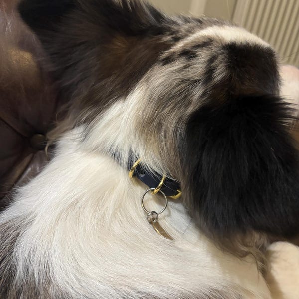 Stitched Leather House Collar - Thin Dog Collar - Tag Collar - ID Dog ...
