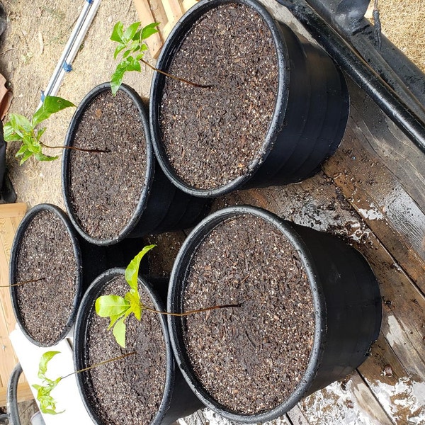 Hican Nut Tree Seedling From Select Parent Trees, Carya X, Hickory ...