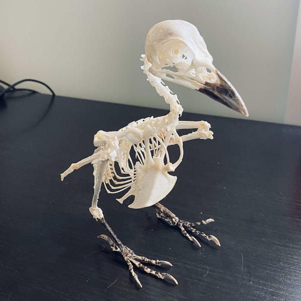 Real Rat Skeleton, Big Rat Skeleton, Animal Skeleton, Taxidermy ...