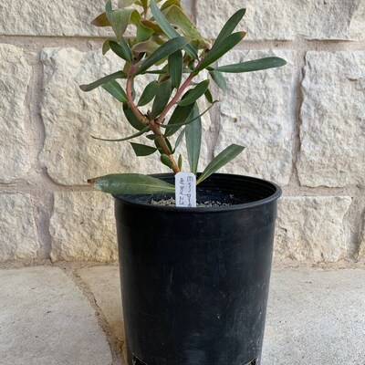 ONE Protea Empress New Variety 1gal Plant - Etsy