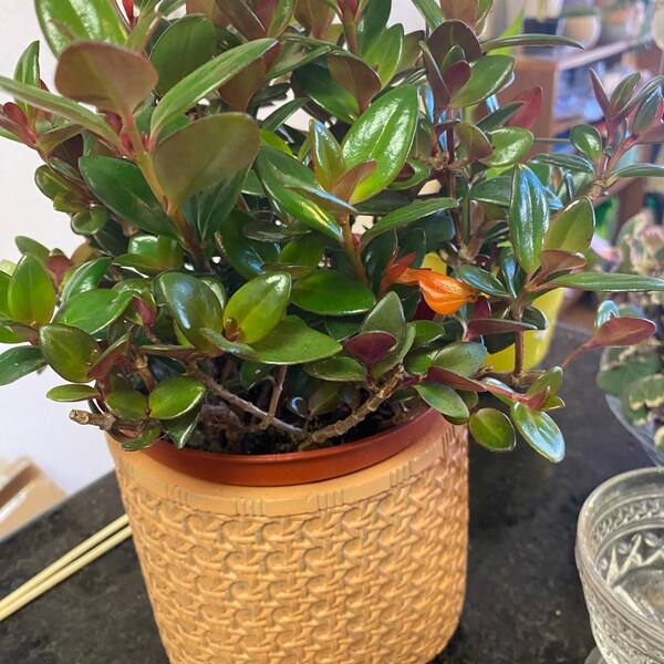 Goldfish Plant - Etsy