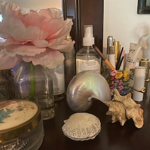 1 to 100 Astrea Calcar Turban Spurred Shells Natural Cream | Etsy