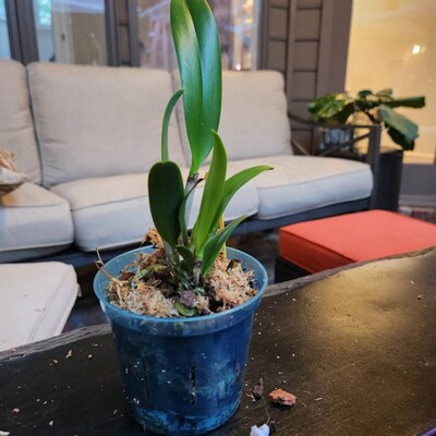 Rby. Copper Queen 'H&R' Near Blooming Size Brassavola - Etsy