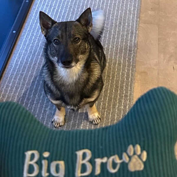 Personalized Dog Plaid Toy With Name Embroidered Dog Toy With Squeaky ...