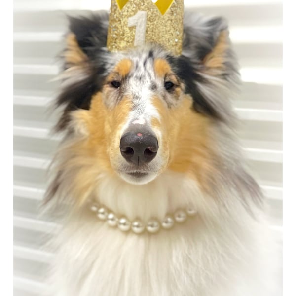 Dog Birthday Crown | Pet Crown Any Age | Choose Color - Etsy