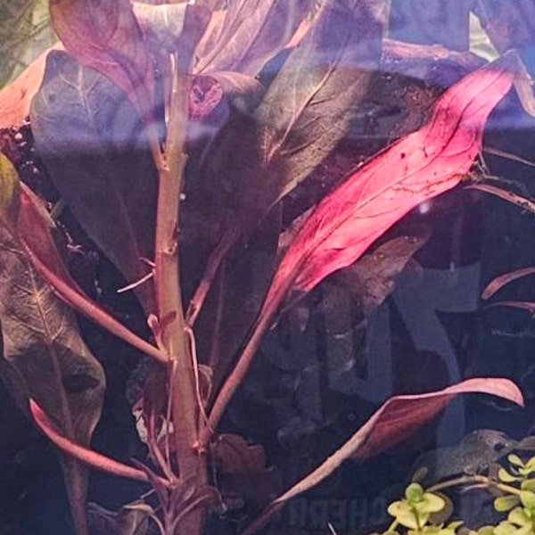 Christmas Moss on Coconut Shell Bridge Live Foreground Plant Moss - Etsy