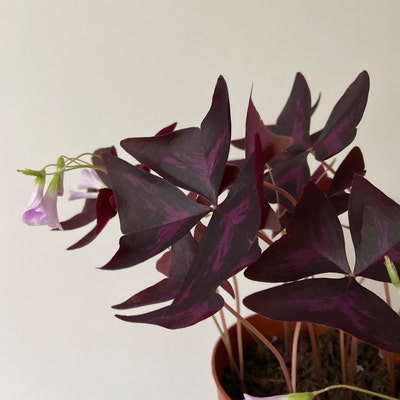 20 X Oxalis Triangularis Purpurea Bulbs. .purple Butterfly Plant Easy ...