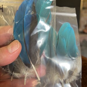 Naturally Molted, 4 Pieces, 3-5.5 Inches, Blue Feathers - Etsy