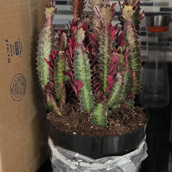 Hedgehog Agave | 8 Inch | Agave Stricta | Live Agave Plant | Succulent ...