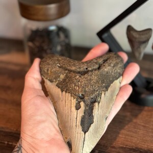 Megalodon Tooth 5.0 Inches. Real Fossil Megalodon Shark Tooth ...
