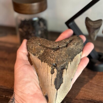 Megalodon Tooth 5.0 Inches. Real Fossil Megalodon Shark Tooth ...