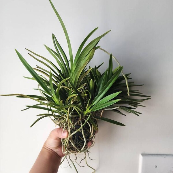 Very Rare Orchid Species Bulbophyllum Bulb Caudatum Rare Live Plant - Etsy