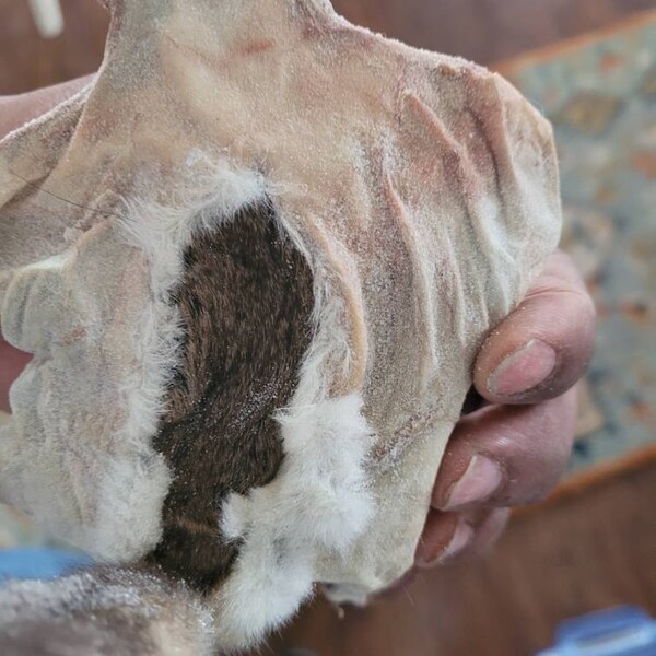 Taxidermy, a Pair, of X X Mating Stoat or Long-tailed Weasels Ermine ...