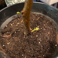 Bonsai Chinese Pepper Tree Zanthoxylum Beecheyanum - Etsy Canada