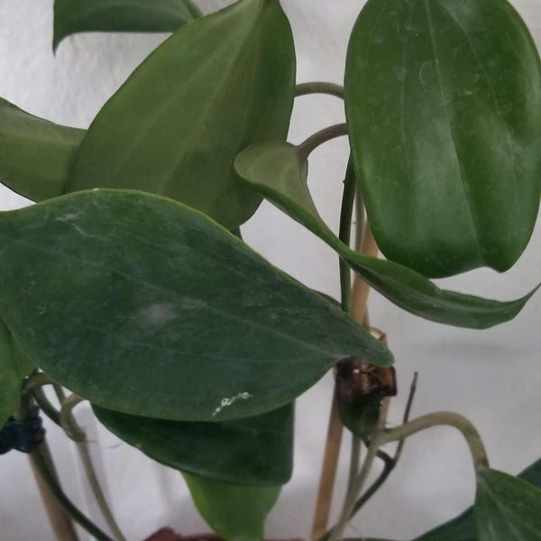 Hoya Mindorensis red Flowers - Etsy