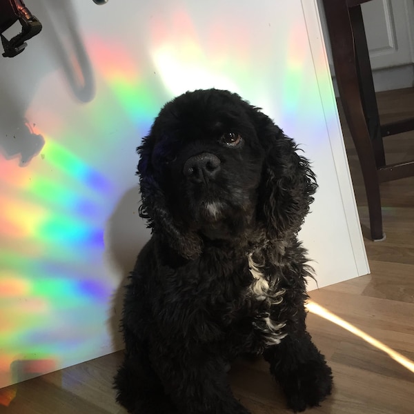 Floral Border Suncatcher - Window Decal, Sticker, Rainbows, Bouquet ...