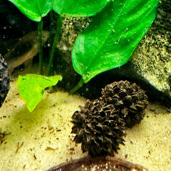 Bucephalandra Sp Silver Submerged Grown Aquarium, Terrarium, Paladarium ...