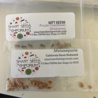 Black Pearl Tree, Majidea Zangueberica, 5 Seeds, Mgambo, Showy Tree ...