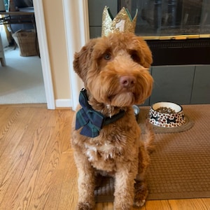 Dog Birthday Crown Pet Birthday Crown Dog Crown Pet Crown Dog Party Hat ...