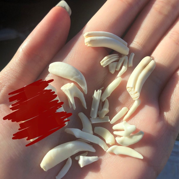 Real Animal Teeth - Assorted Species - 25 Pieces - Stock No. 1-52 - Etsy