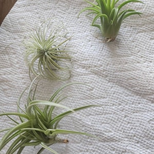 Neglecta Mini Air Plants Tillandsia, Air Plant, Indoor Plant, House ...