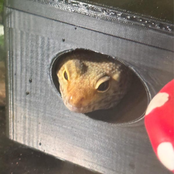 Leopard Gecko Hide, Moist Hide Lay Box, and Feeding Station - Etsy