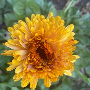 Gypsy Charmer Sunflower Seeds Tricolor 4-6' Branching - Etsy