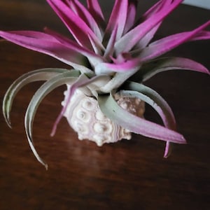 Pearl Turbo Setosus Shell 1 3/4 2 1/4 Opening 1 - Etsy