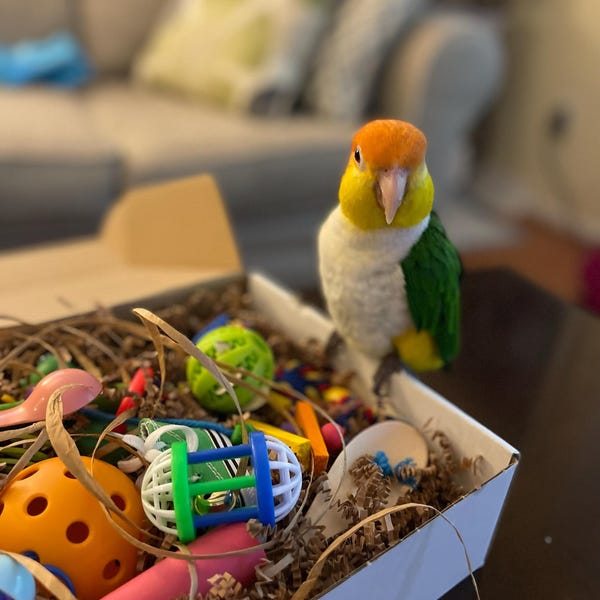 Busy Beaks BALL- Ooza , Bird Foraging Box, Parrot Foraging Toy ...