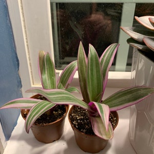 Rhoeo Discolor Tricolor tradescantia Spathacea - Etsy