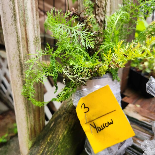 Carex Lurida | Shallow Sedge | Bareroot | Wetland Restoration | Live ...