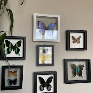 Real Framed Butterfly Monarch Butterfly Display 6x6 - Etsy