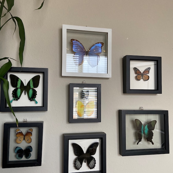 Real Framed Butterfly Monarch Butterfly Display 6x6 - Etsy