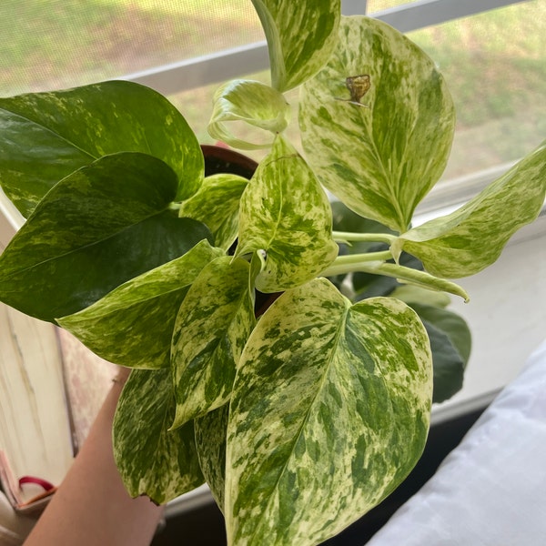 Marble Queen Pothos - Epipremnum Aureum - 4" From Myplants - Etsy