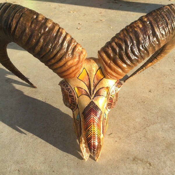 Big Mouflon Mountain Sheep Ram Skull With Very Horns 21,7 European ...