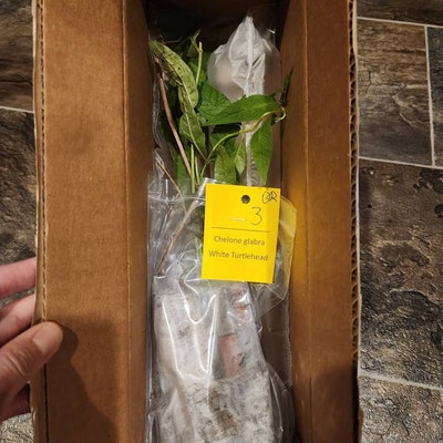 Schoenoplectus Pungens Common Threesquare Bareroot Live Plant Wetland ...