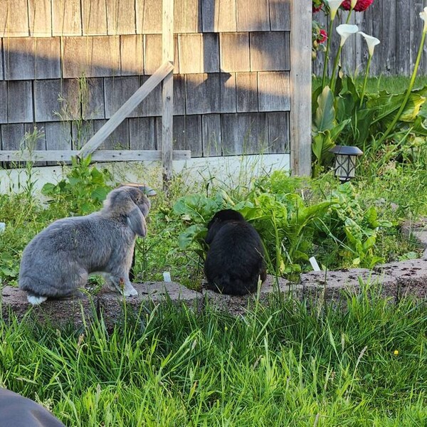 DISCOUNTED Loofah Bits & Bobs Luffa Gourd Bunny Rabbit, Guinea Pig ...