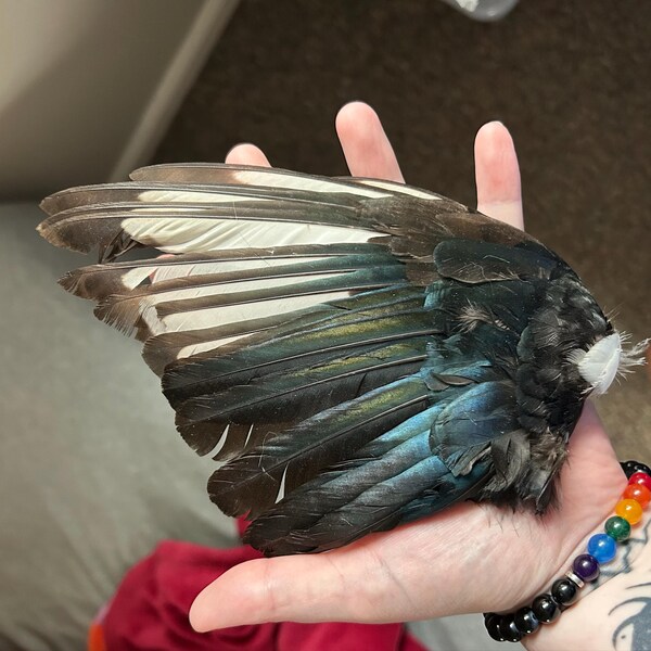 Real Magpie Crow Wings Taxidermy Gothic Curo Study Skeleton Bird Corvid ...