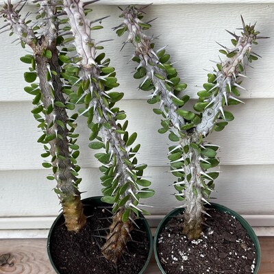 False Ocotillo 2 Plants, Fully Rooted, Procera, Drought Resistant ...