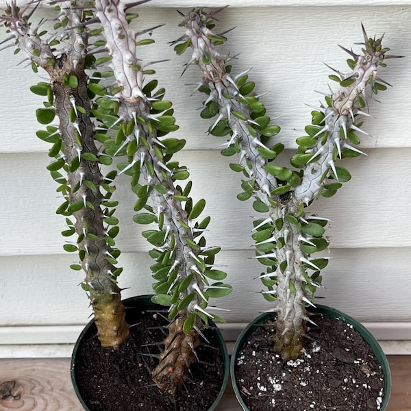 False Ocotillo 2 Plants, Fully Rooted, Procera, Drought Resistant ...