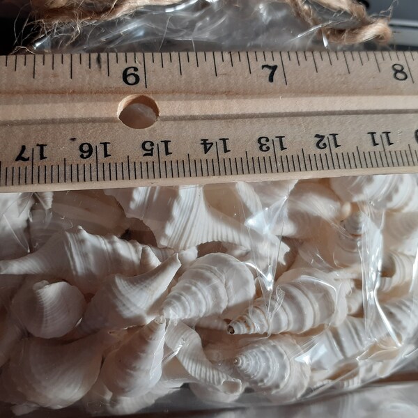 Beach Decor, Seashells, Shells, Bulk Shells, Craft Shells, Tiny Shells ...