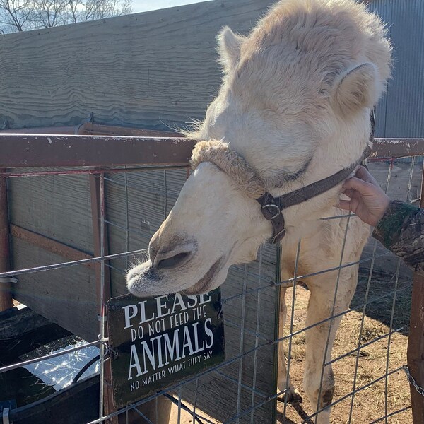 Please Do Not Feed the Animals No Matter What They Say Sign – Funny ...