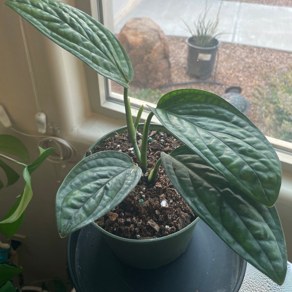 Monstera Peru in 6" Pot, Rare Plant, House Plant - Etsy