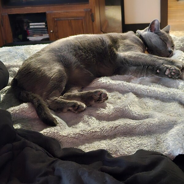 Custom Axolotl Beach Towel, Axolotl Beach Towel, Customized Beach Towel ...