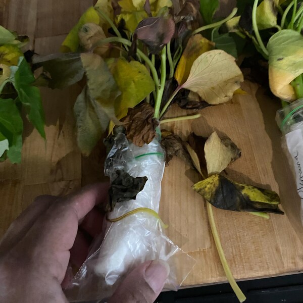 Musa Little Prince (banana) Plant - Small Rooted Starter Plant in Pot ...